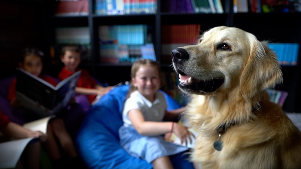 The search is on for the UK’s first School Dog of the Year! - Educate ...
